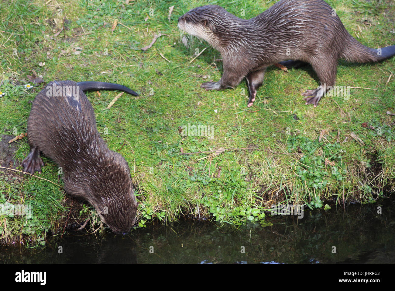 Asian Small clawed otter Stock Photo - Alamy