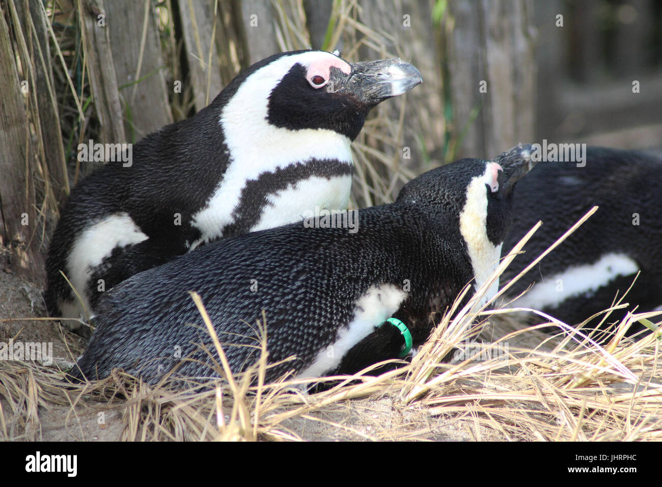 The African penguin (Spheniscus demersus Stock Photo - Alamy