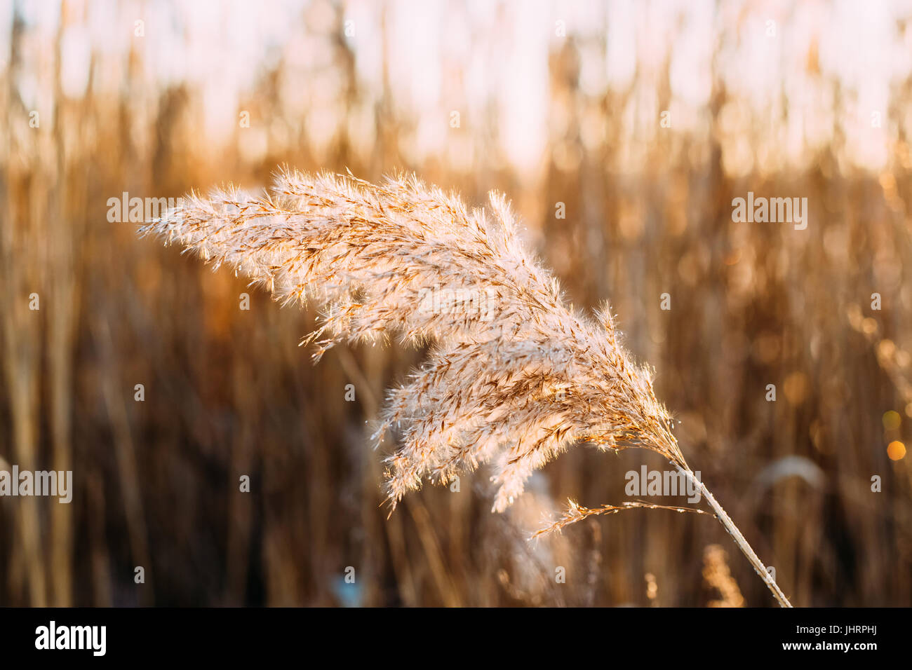 Dry Grass In Sunset Sunlight. Beautiful Wild Plant On Natural Grass ...
