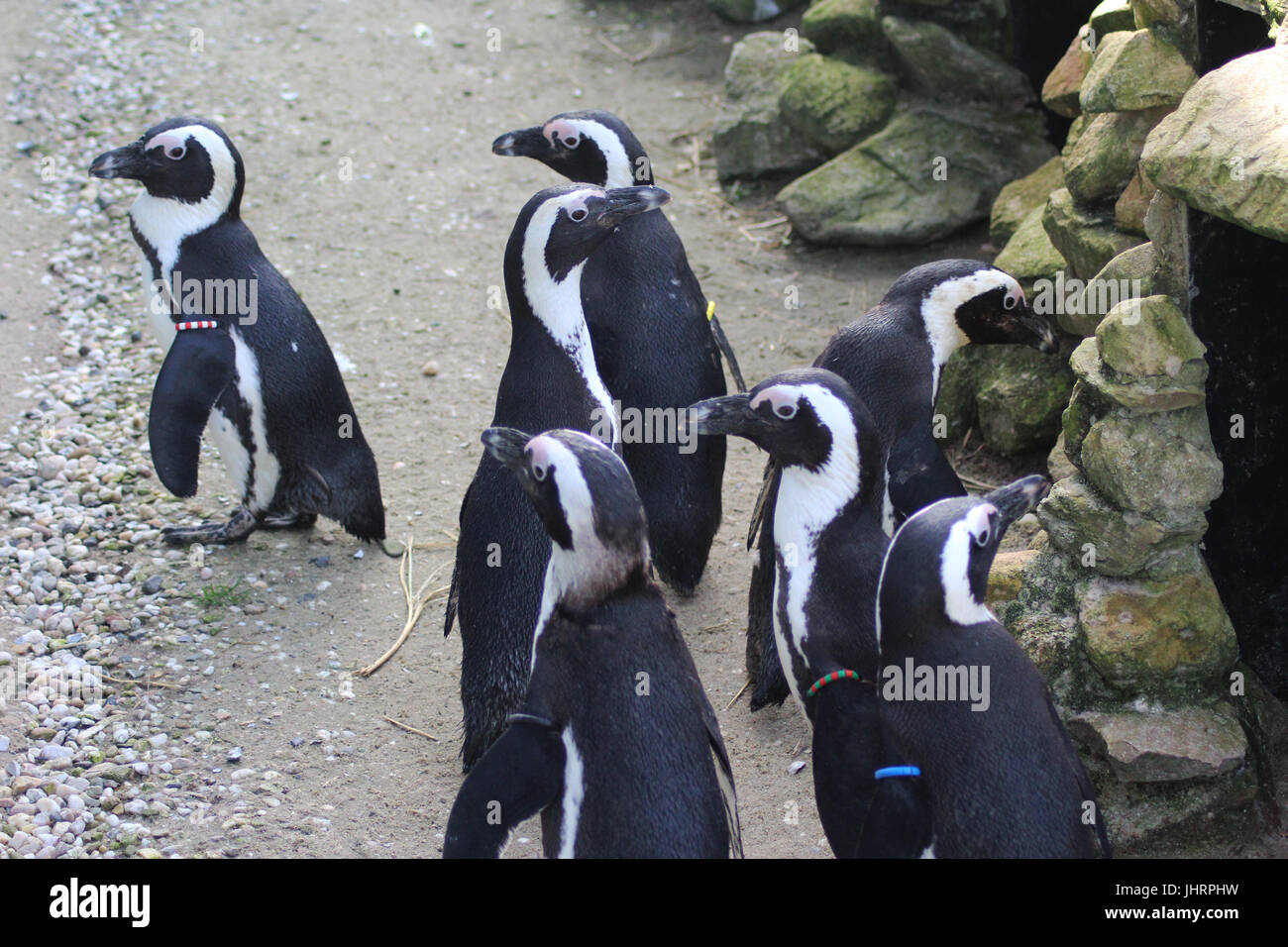 African penguin zoo hi-res stock photography and images - Alamy
