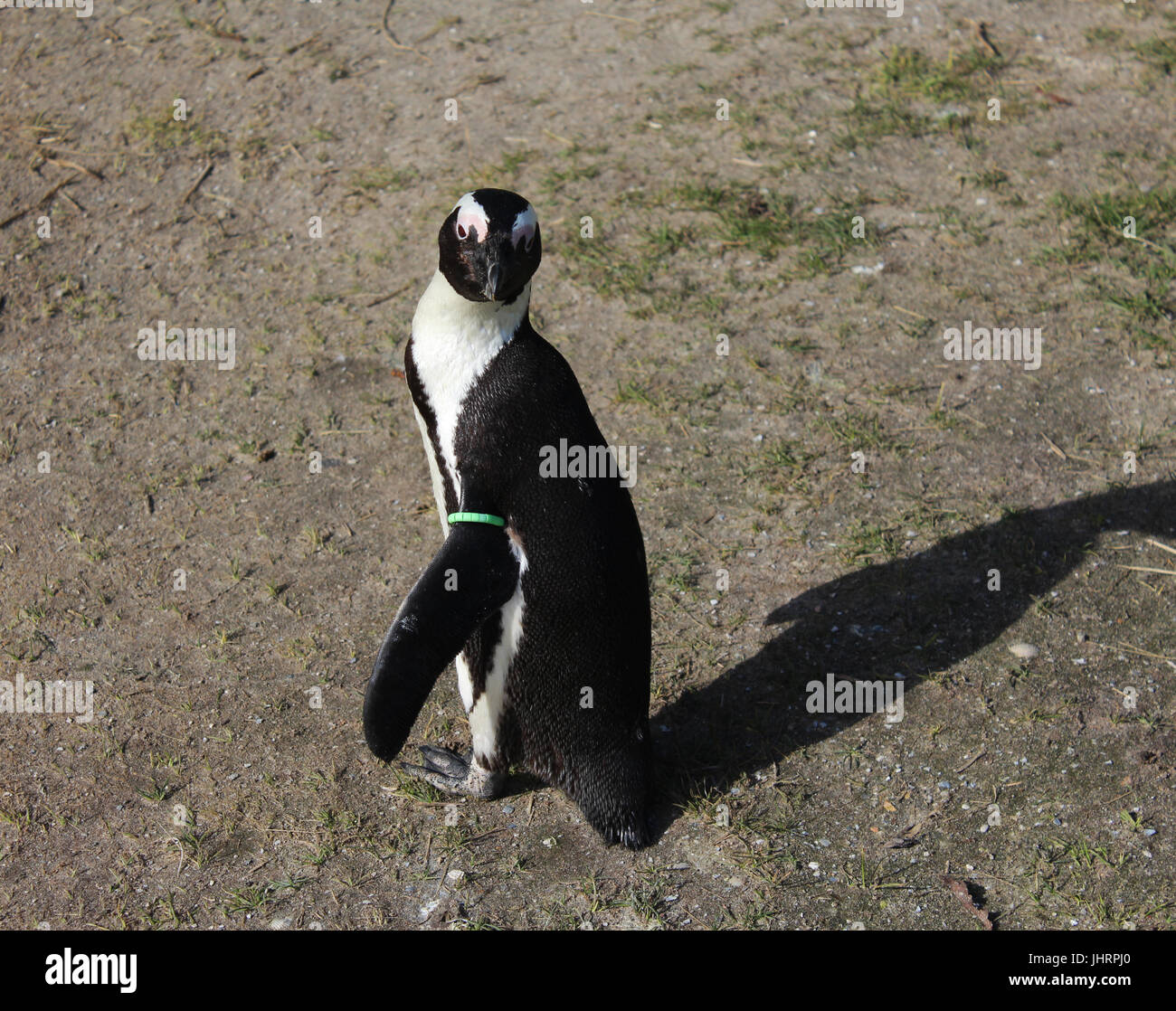 The African penguin (Spheniscus demersus Stock Photo - Alamy