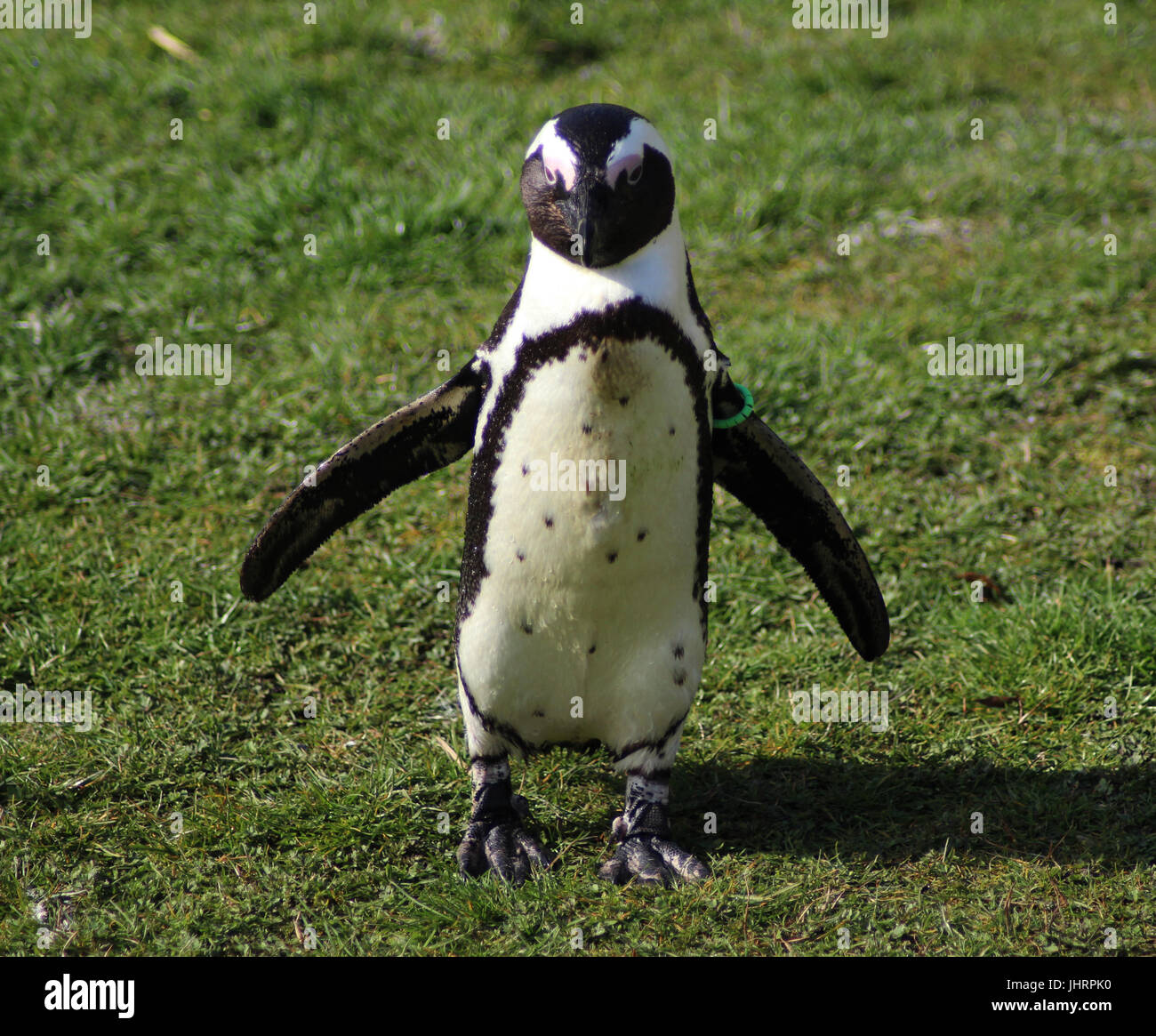 The African penguin (Spheniscus demersus Stock Photo - Alamy