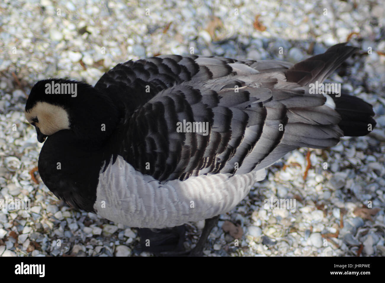 The barnacle goose (Branta leucopsis Stock Photo - Alamy