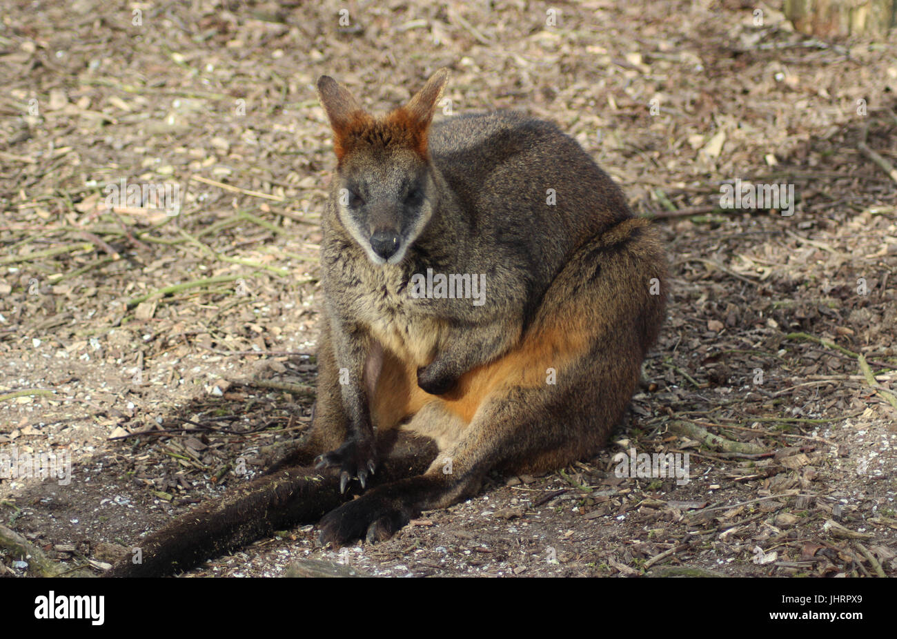 The swamp wallaby (Wallabia bicolor Stock Photo - Alamy