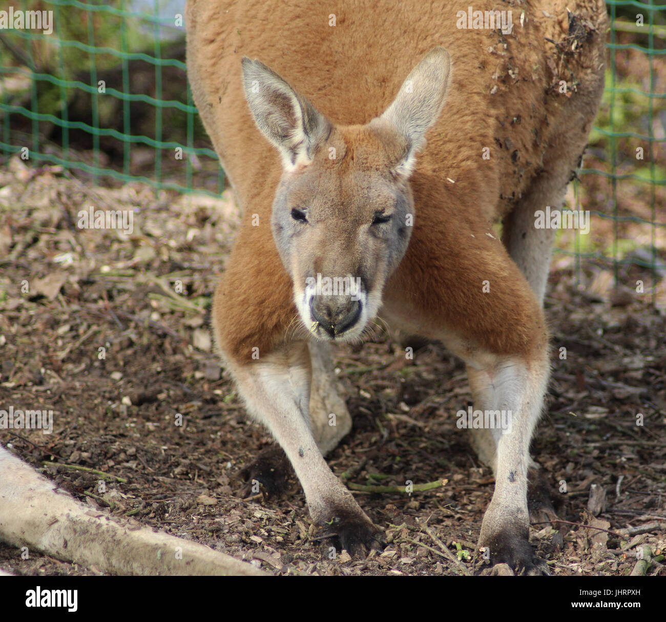 Red kangaroo (Macropus rufus Stock Photo - Alamy
