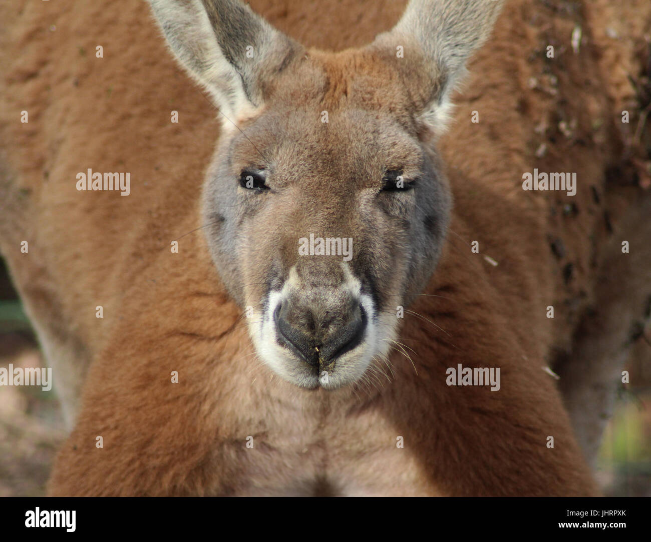 Red kangaroo (Macropus rufus Stock Photo - Alamy