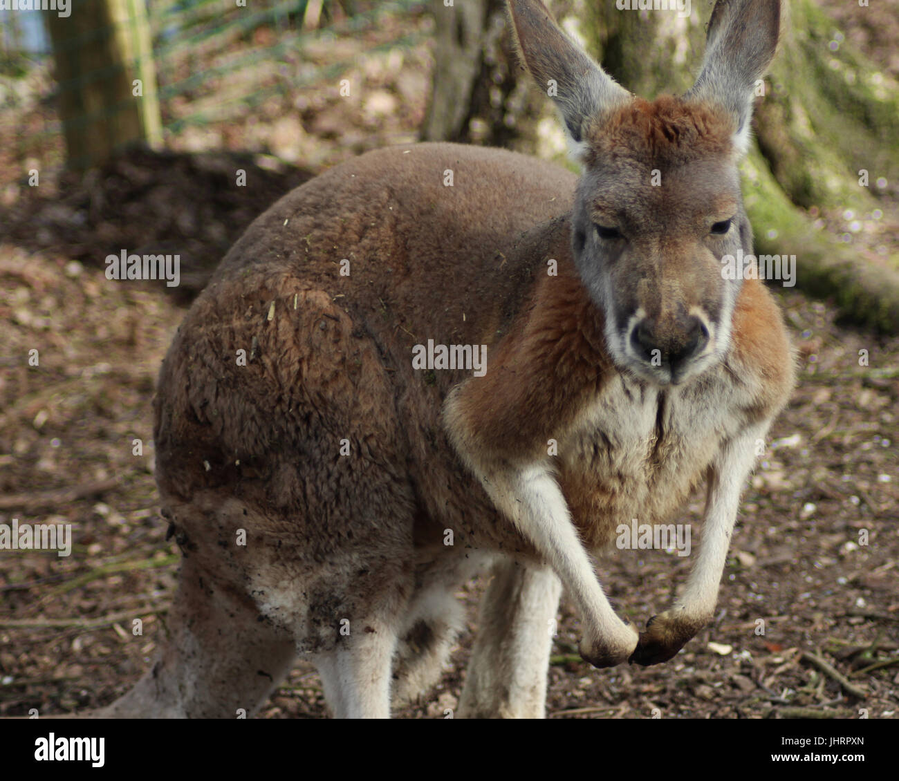 Red kangaroo (Macropus rufus Stock Photo - Alamy