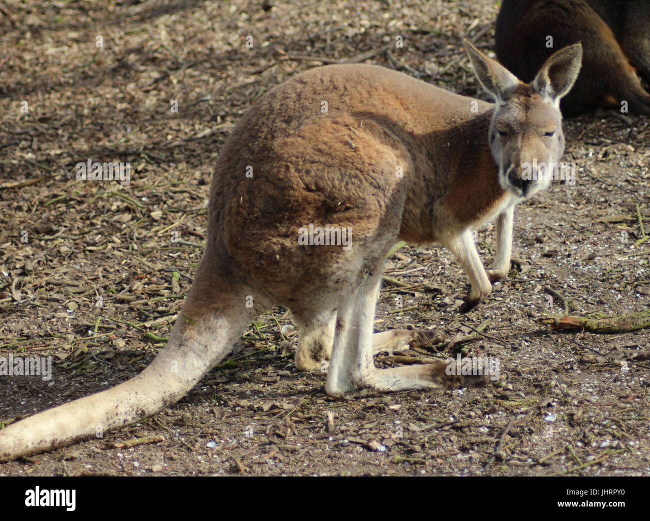 Red kangaroo (Macropus rufus Stock Photo - Alamy