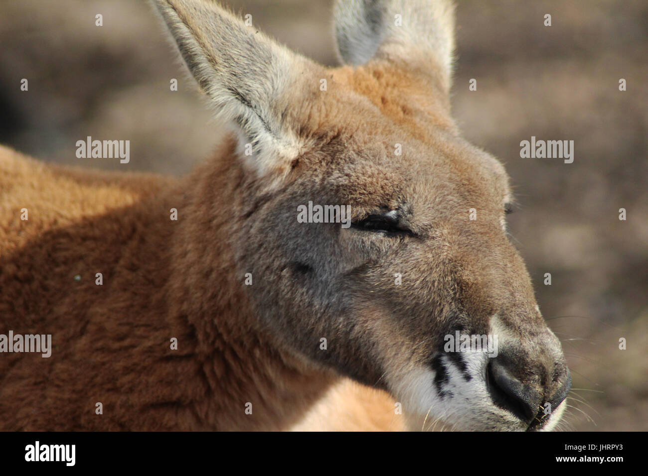 Red kangaroo (Macropus rufus Stock Photo - Alamy