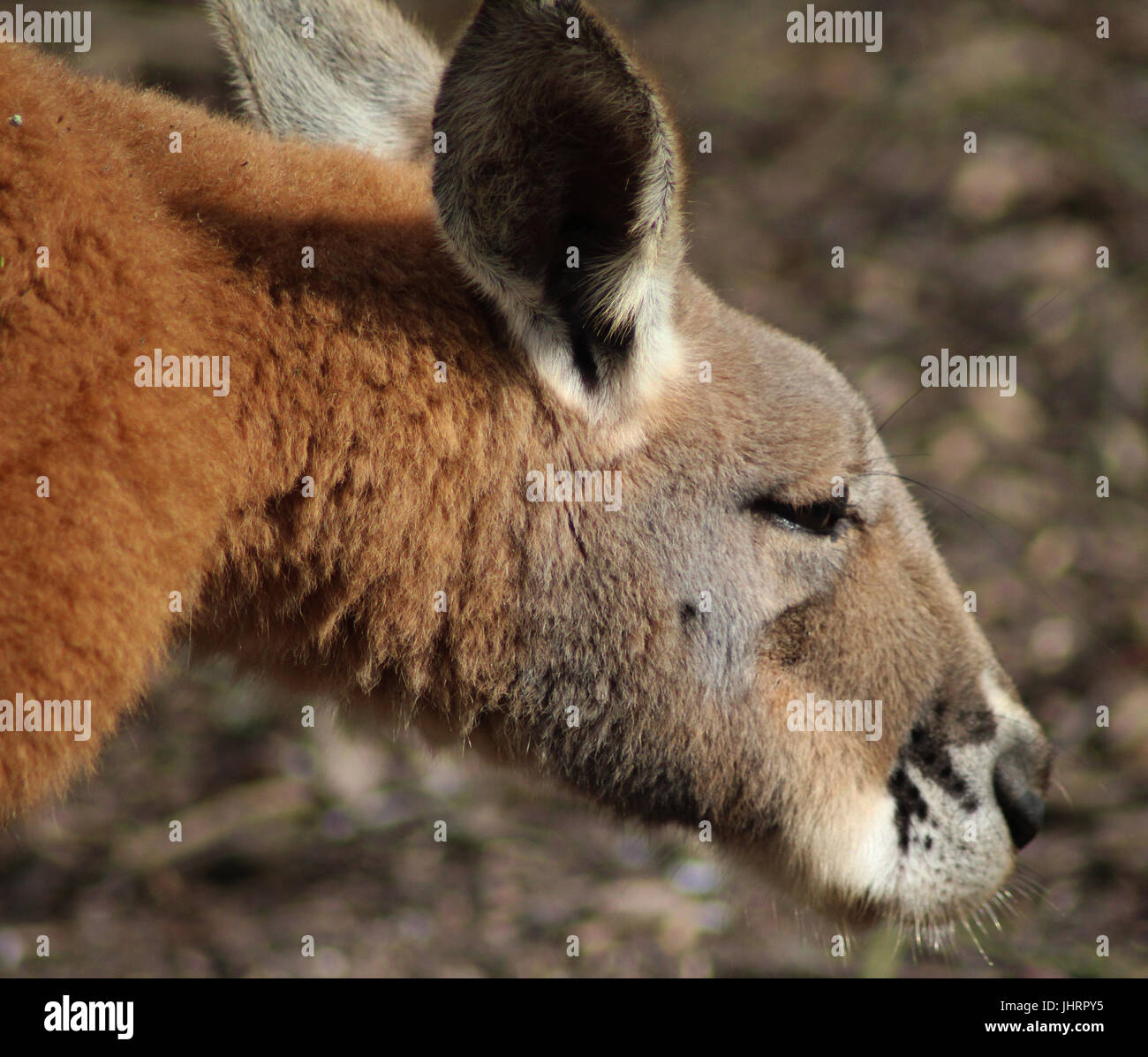 Red kangaroo (Macropus rufus Stock Photo - Alamy
