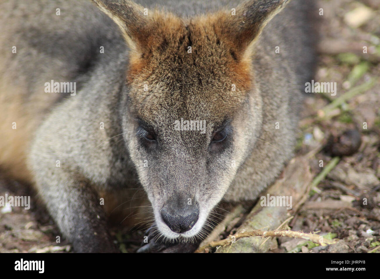 The swamp wallaby (Wallabia bicolor Stock Photo - Alamy