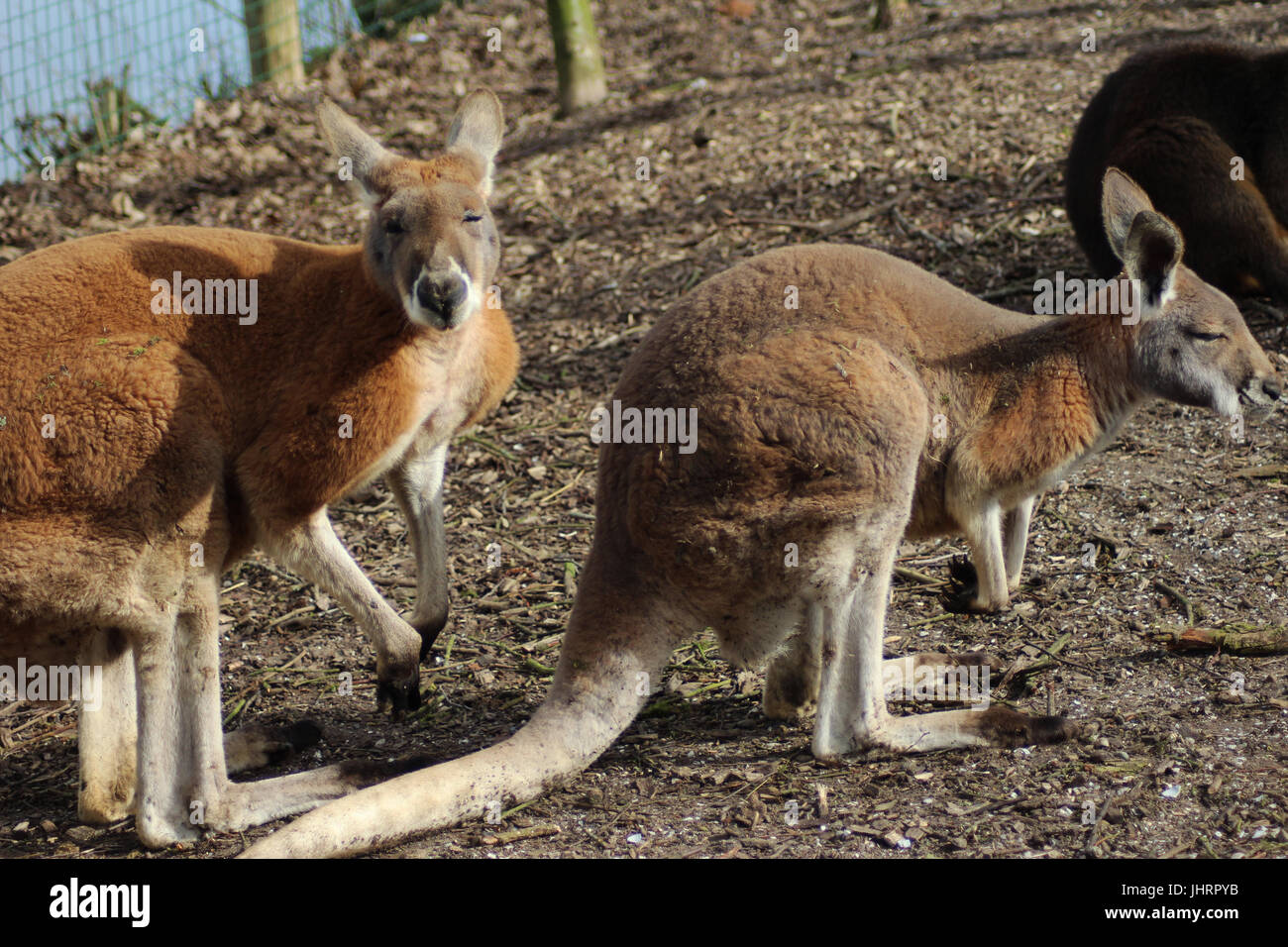 Red kangaroo (Macropus rufus Stock Photo - Alamy