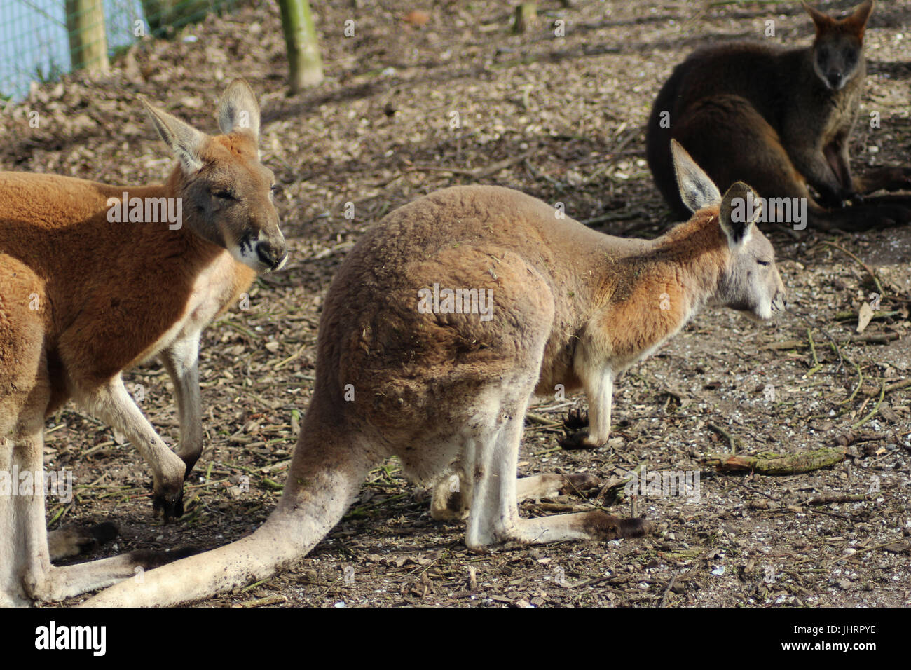 Red kangaroo (Macropus rufus Stock Photo - Alamy