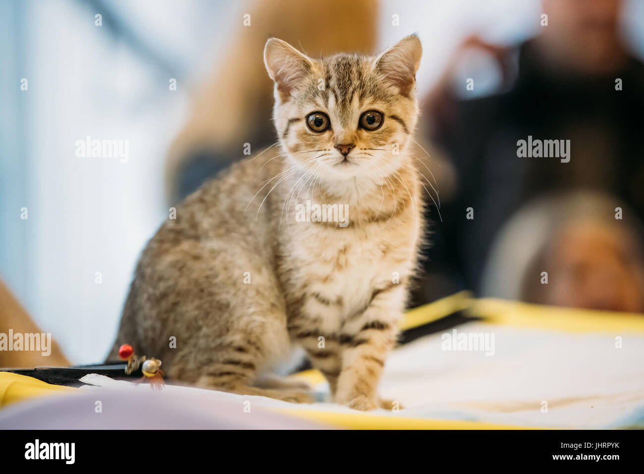 Scottish cat hi-res stock photography and images - Alamy