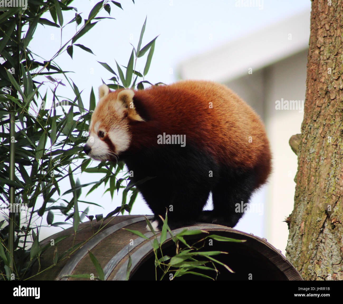 The red panda (Ailurus fulgens Stock Photo - Alamy
