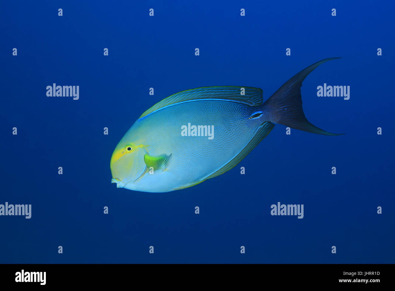 Yellowfin surgeonfish (Acanthurus xanthopterus) underwater in the ...