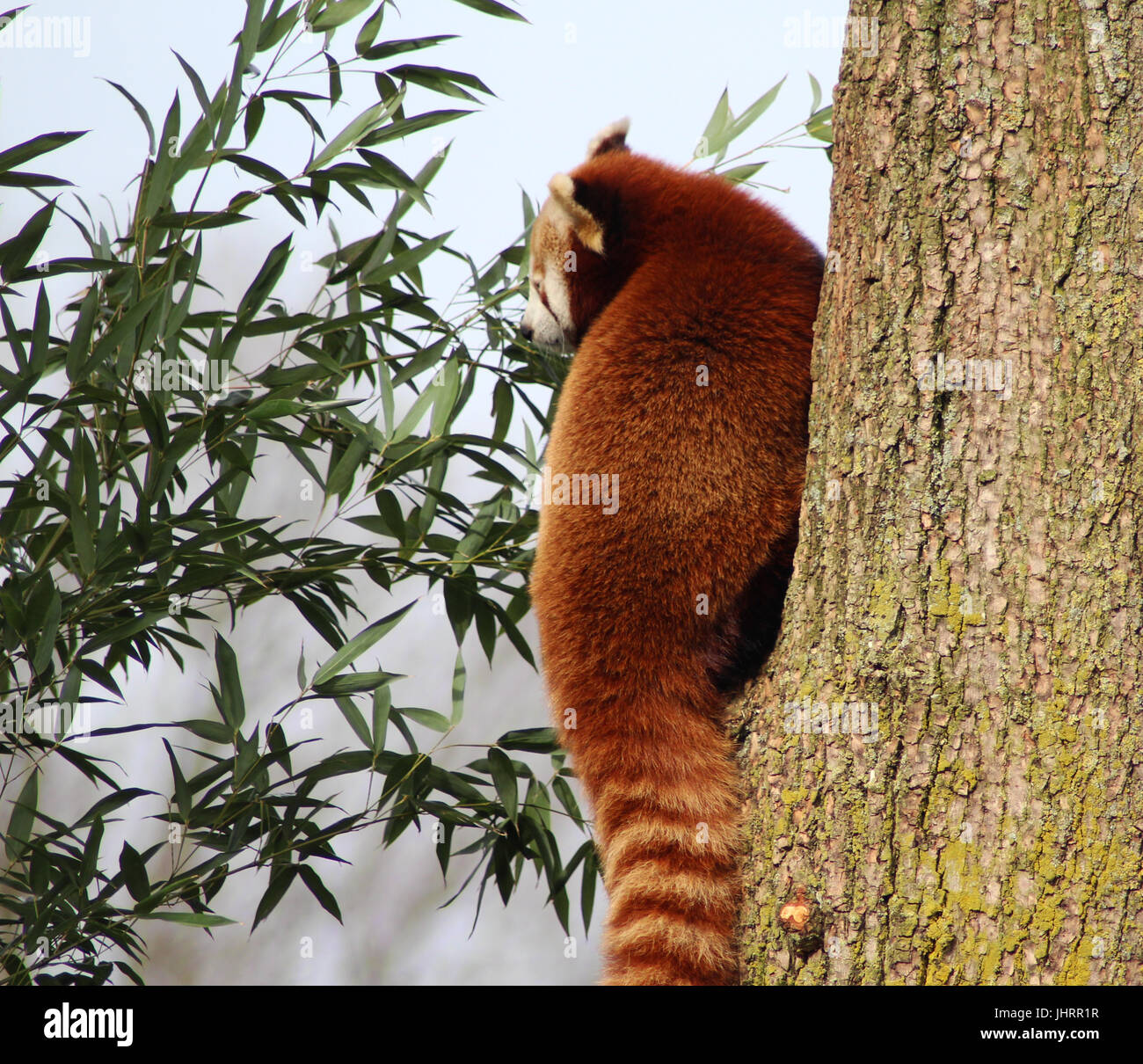 The red panda (Ailurus fulgens Stock Photo - Alamy