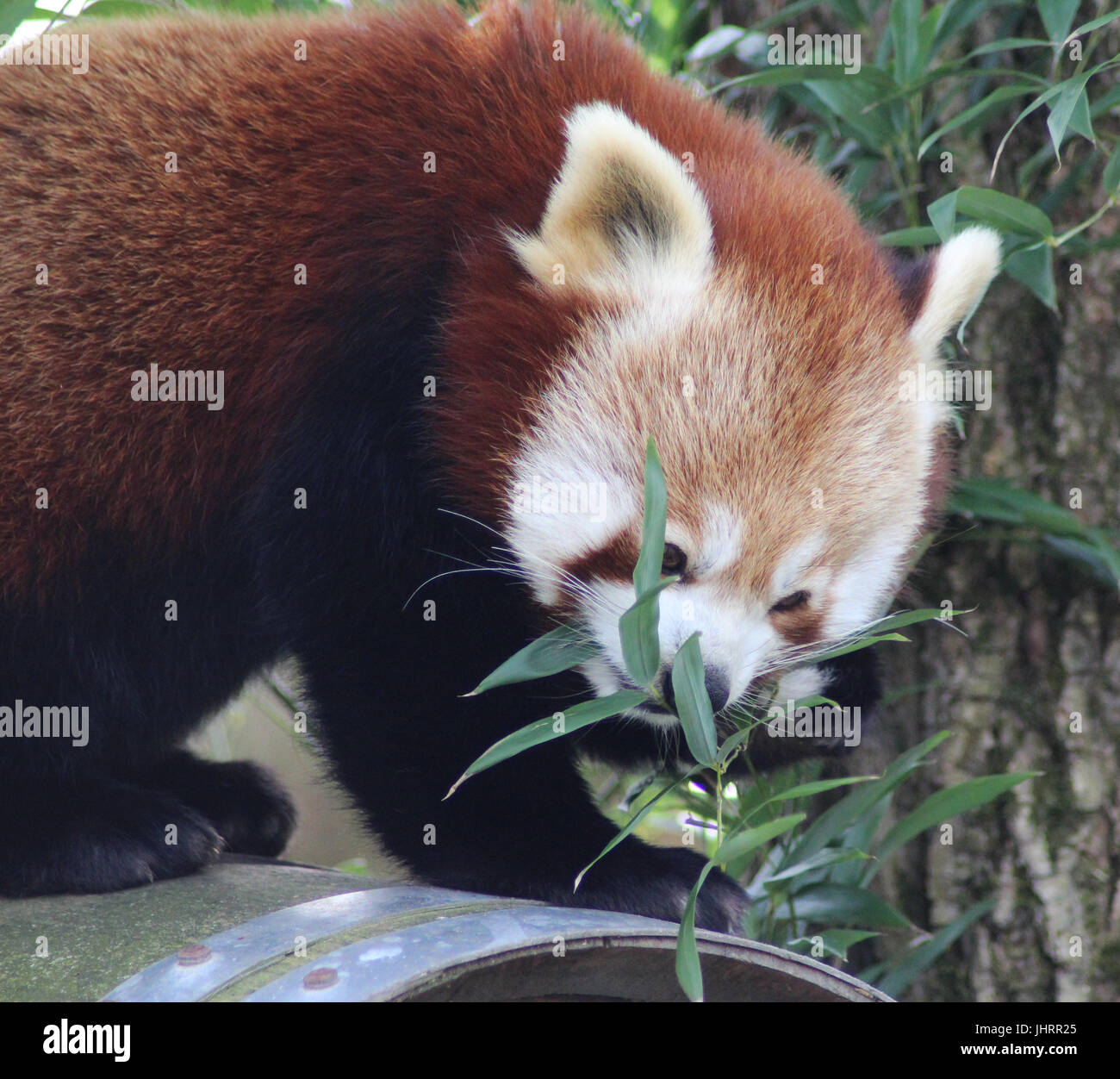 The red panda (Ailurus fulgens Stock Photo - Alamy