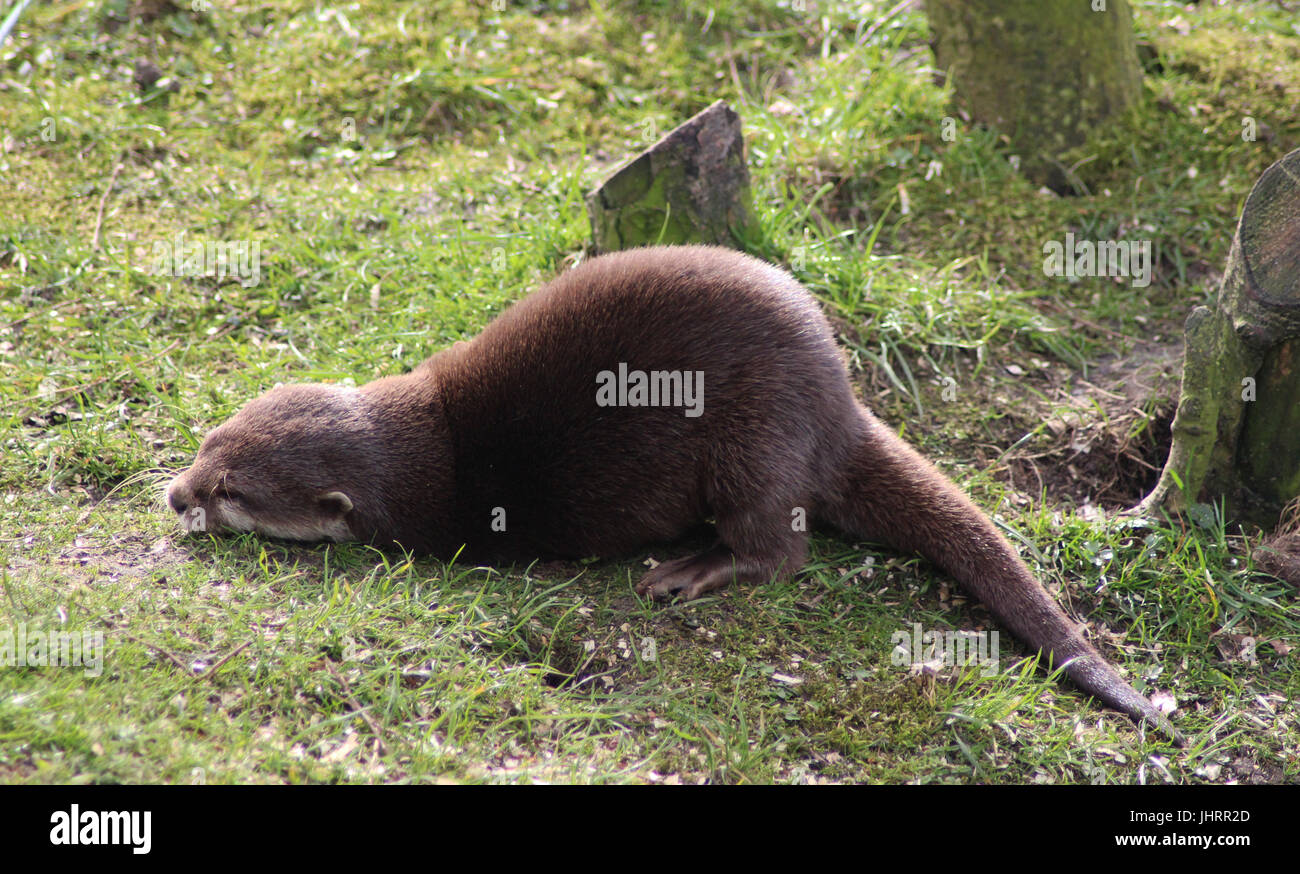 Asian river otter hi-res stock photography and images - Alamy