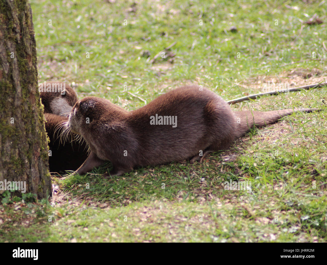 Asian river otter hi-res stock photography and images - Alamy