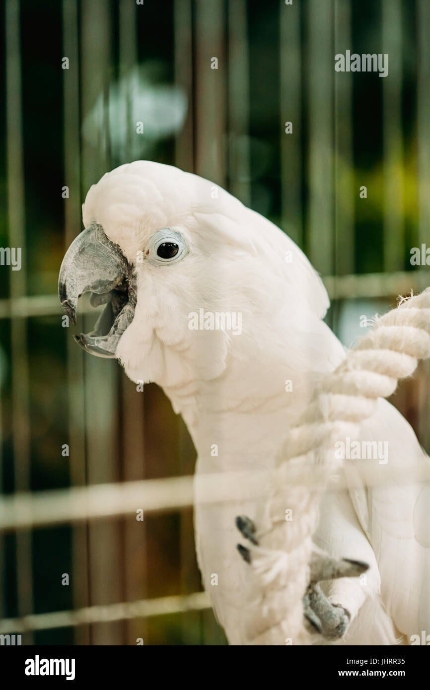 Close Up Of White Cockatoo Or Cacatua Alba, Also Known As The Umbrella ...