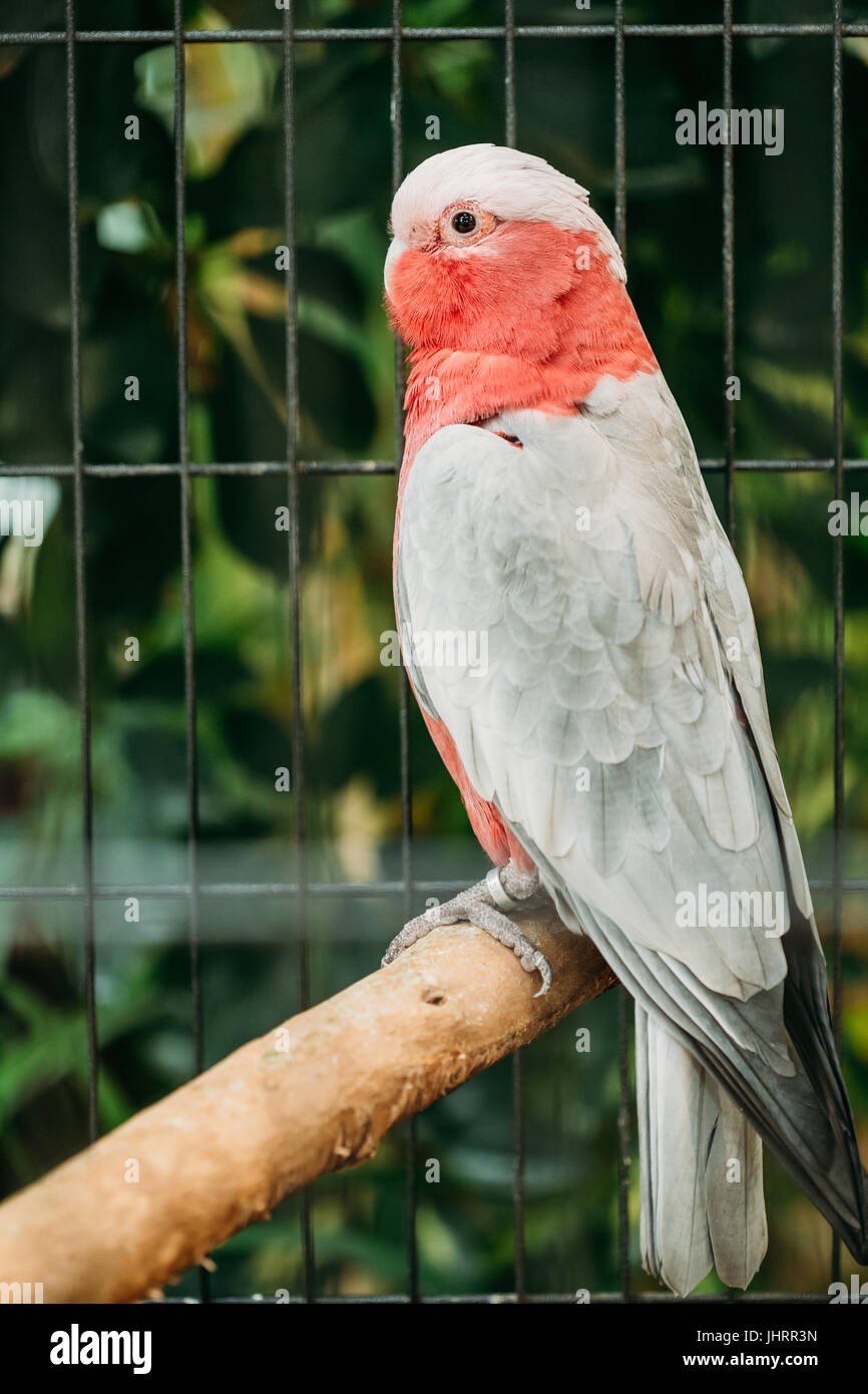 Galah Or Eolophus Roseicapilla, Also Known As The Rose-breasted ...