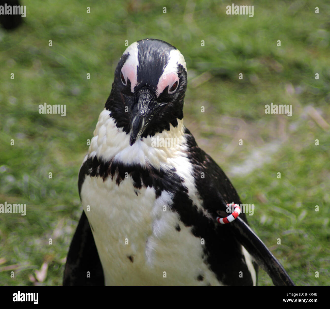 The African penguin (Spheniscus demersus Stock Photo - Alamy