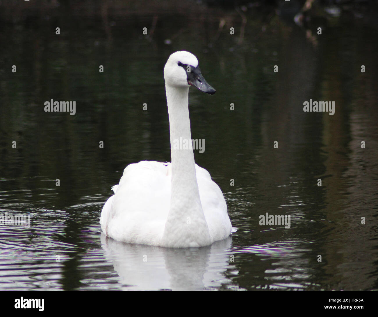 The trumpeter swan (Cygnus buccinator Stock Photo - Alamy