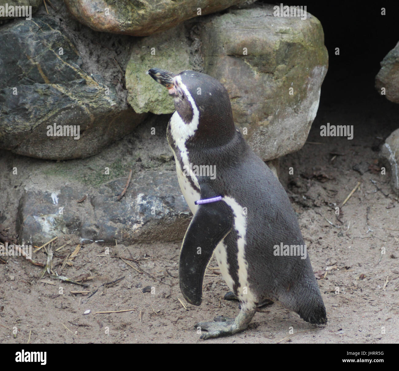 Group Humboldt penguin (Spheniscus humboldti Stock Photo - Alamy