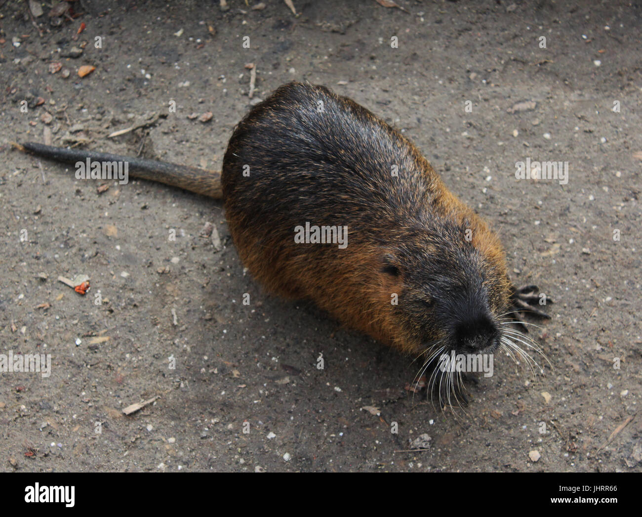 coypu (Myocastor coypus Stock Photo - Alamy