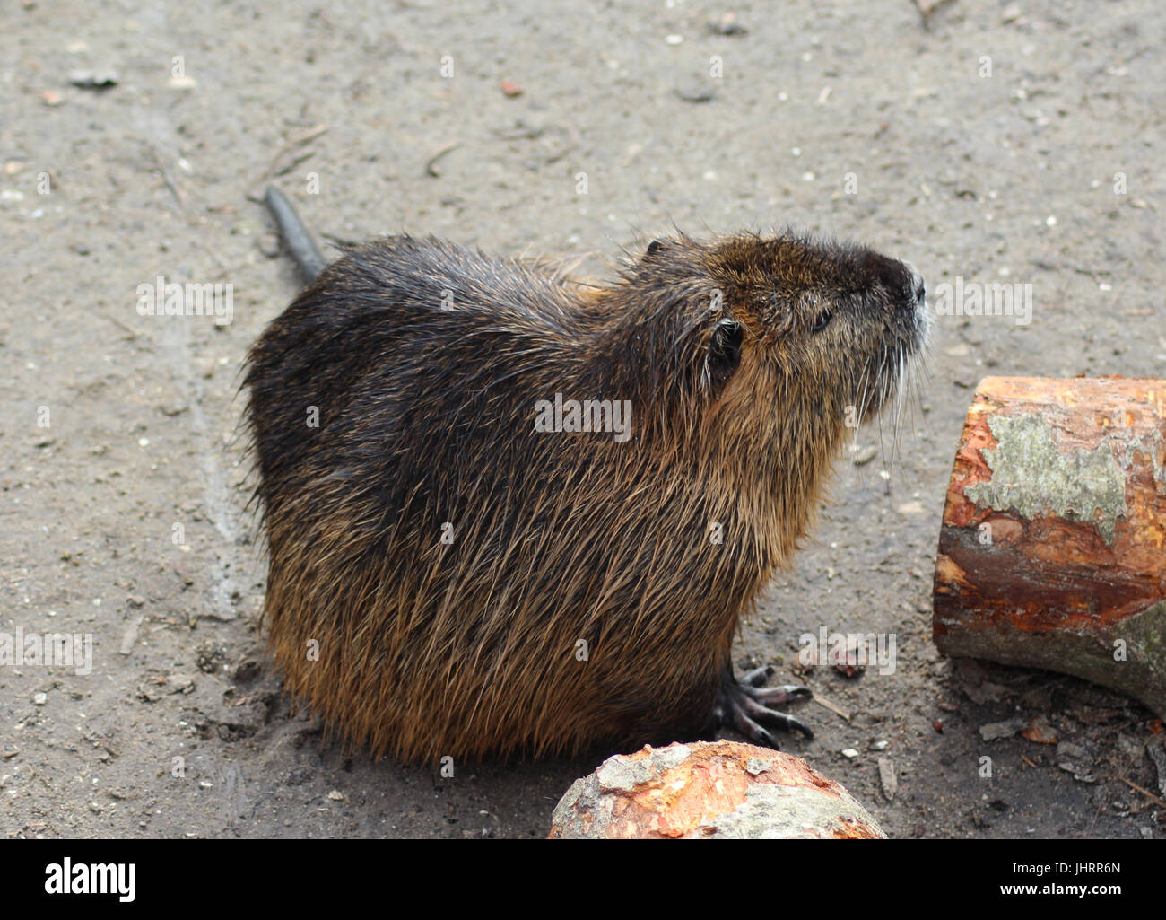coypu (Myocastor coypus Stock Photo - Alamy