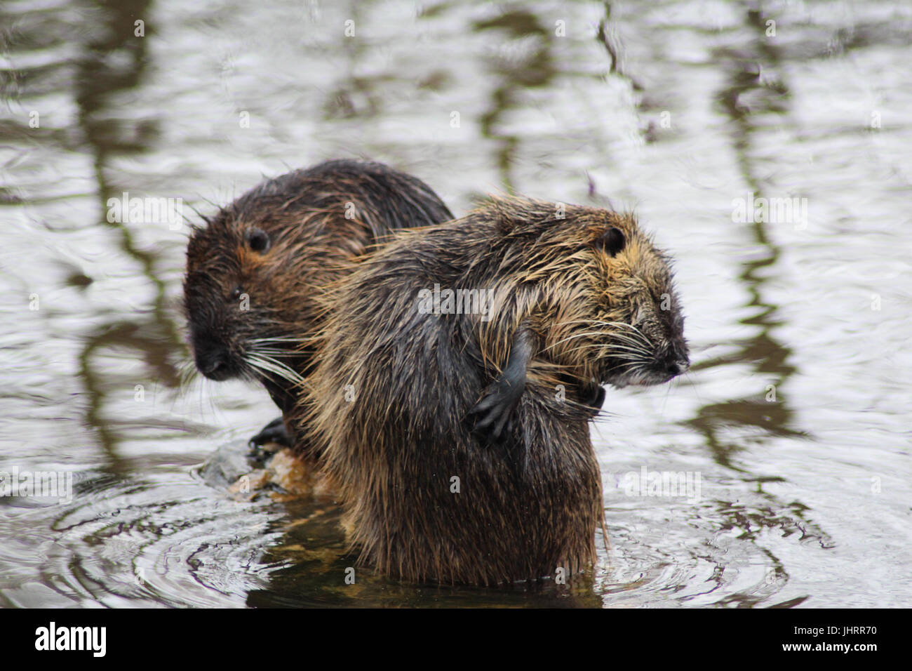 coypu (Myocastor coypus Stock Photo - Alamy