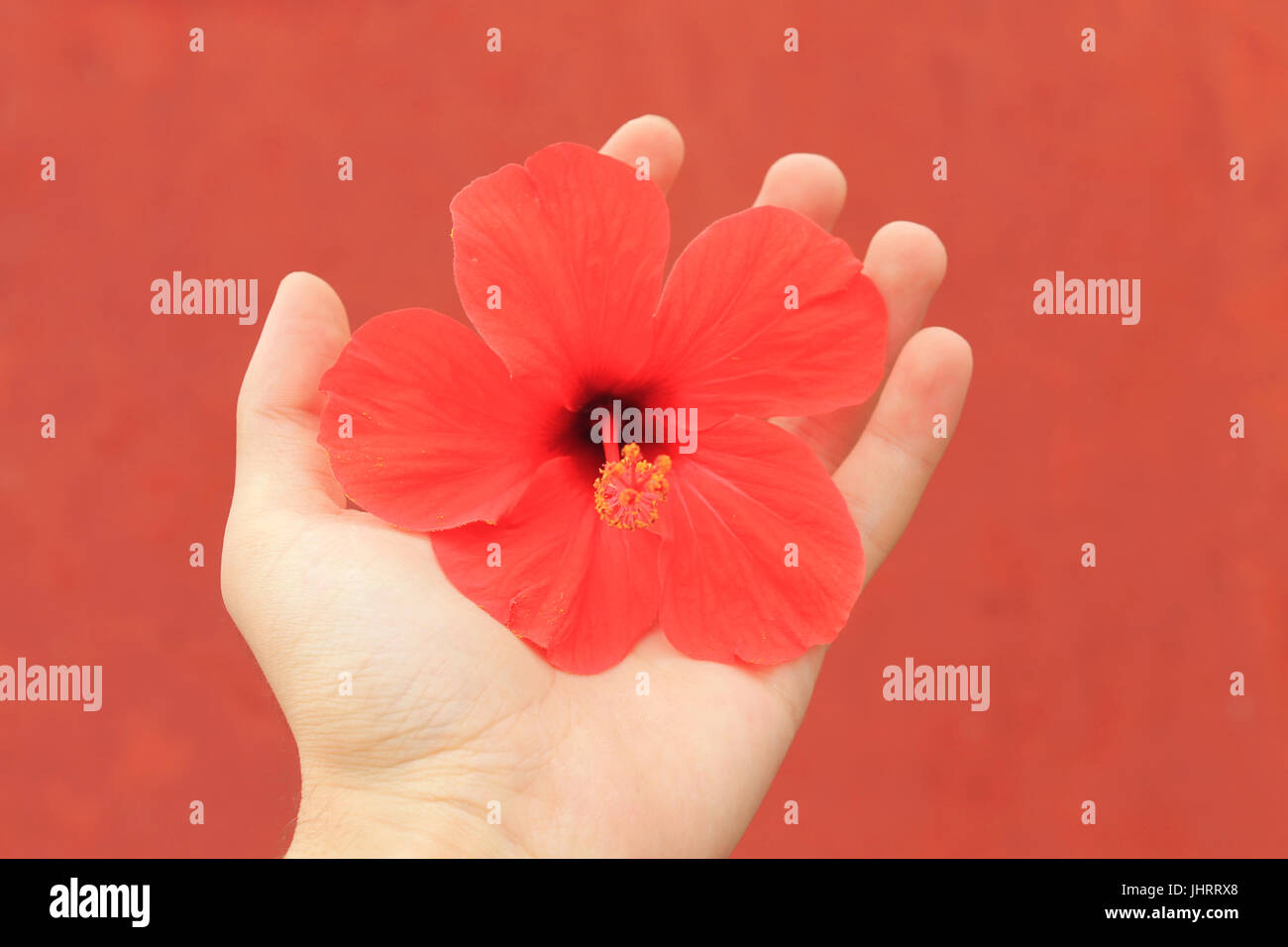 Alamy flower photography hi-res stock photography and images - Alamy