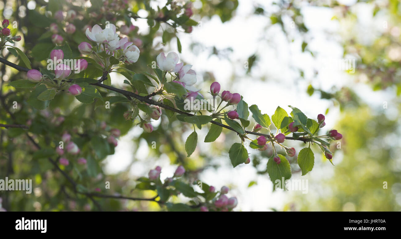 Slow pan shot hi-res stock photography and images - Alamy