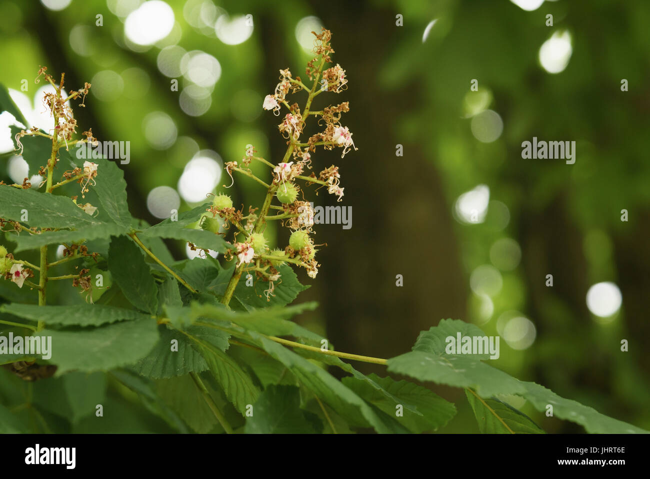 Small fresh summer sun hi-res stock photography and images - Alamy