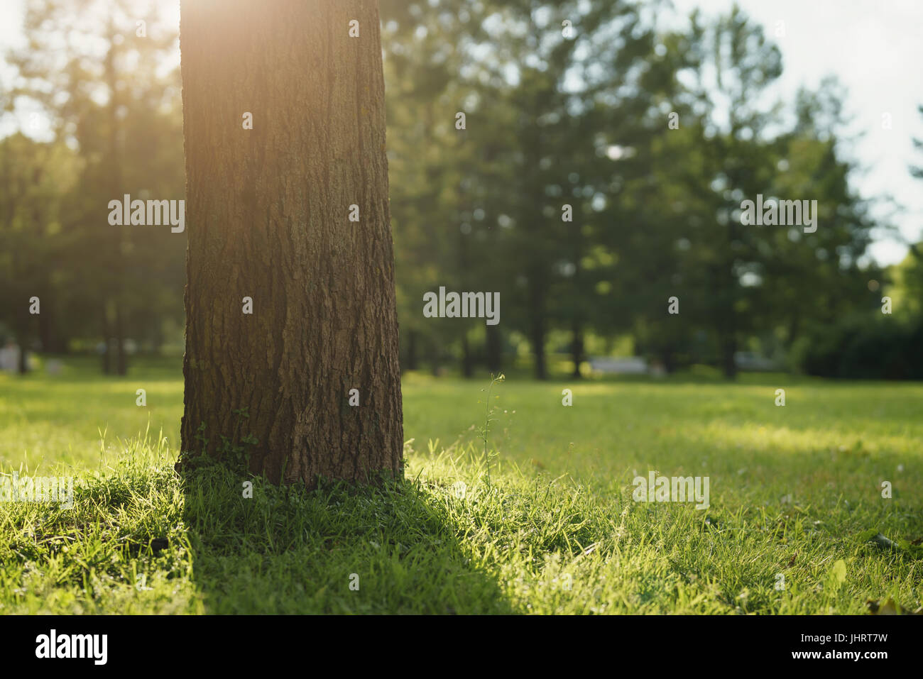 tree on meadow in city park in sunset light Stock Photo - Alamy