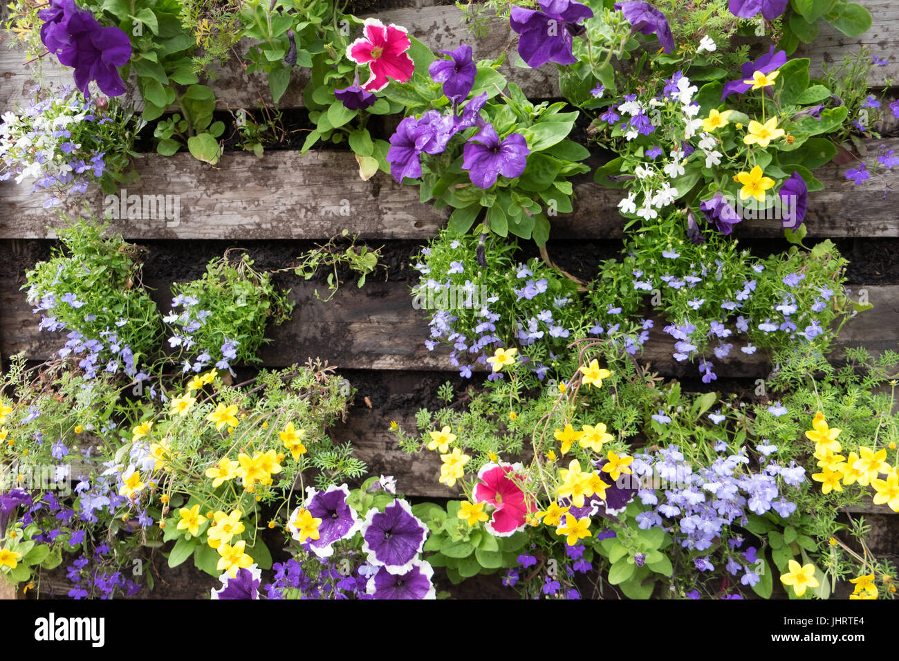 Pallet garden hi-res stock photography and images - Alamy Pallet garden hi-res stock photography and images - Alamy