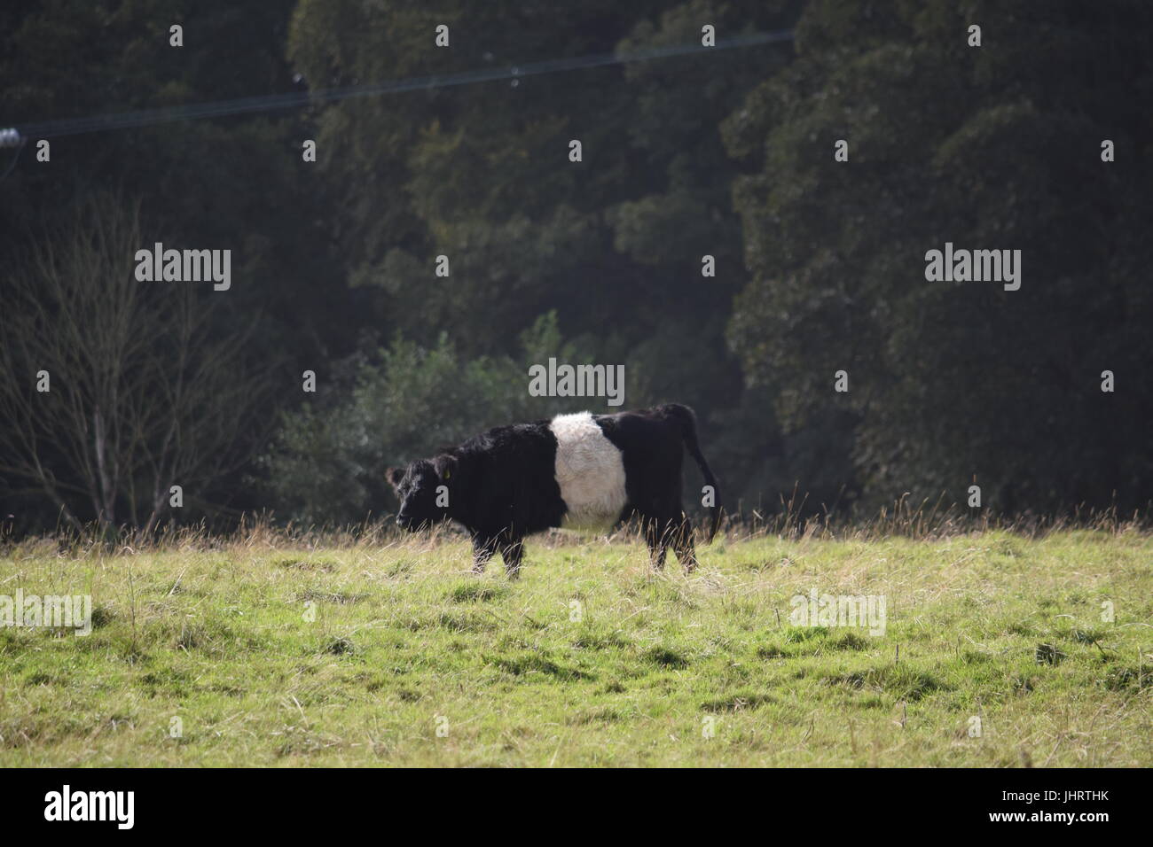 Banded cattle hi-res stock photography and images - Alamy
