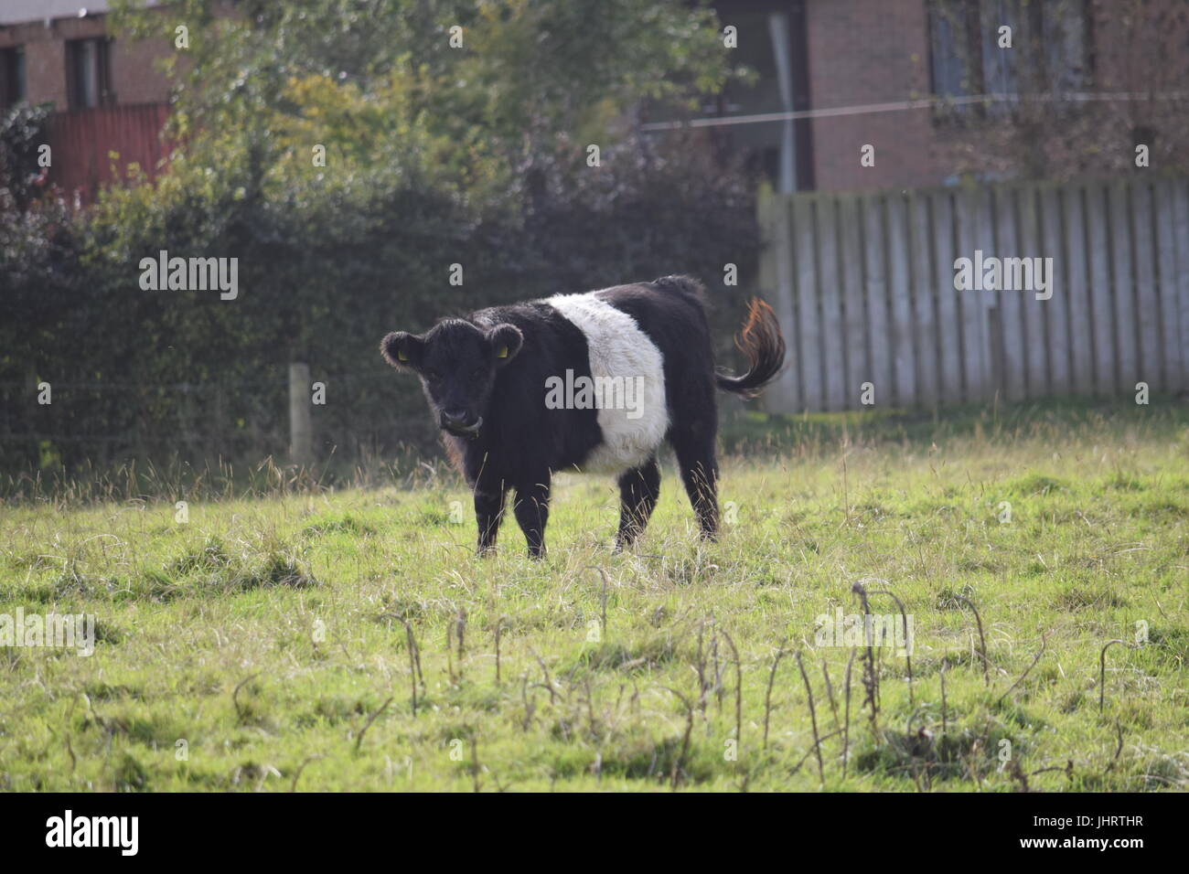 Banded cattle hi-res stock photography and images - Alamy