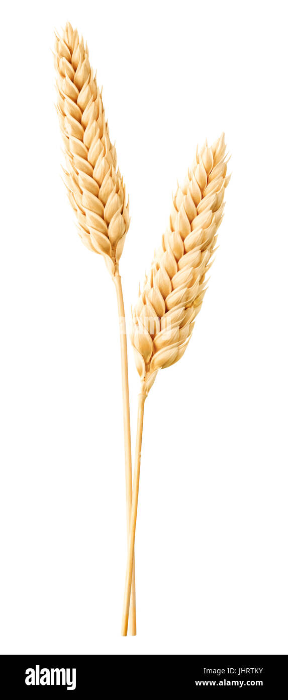 Isolated wheat. Two wheat ears isolated on white with clipping path ...