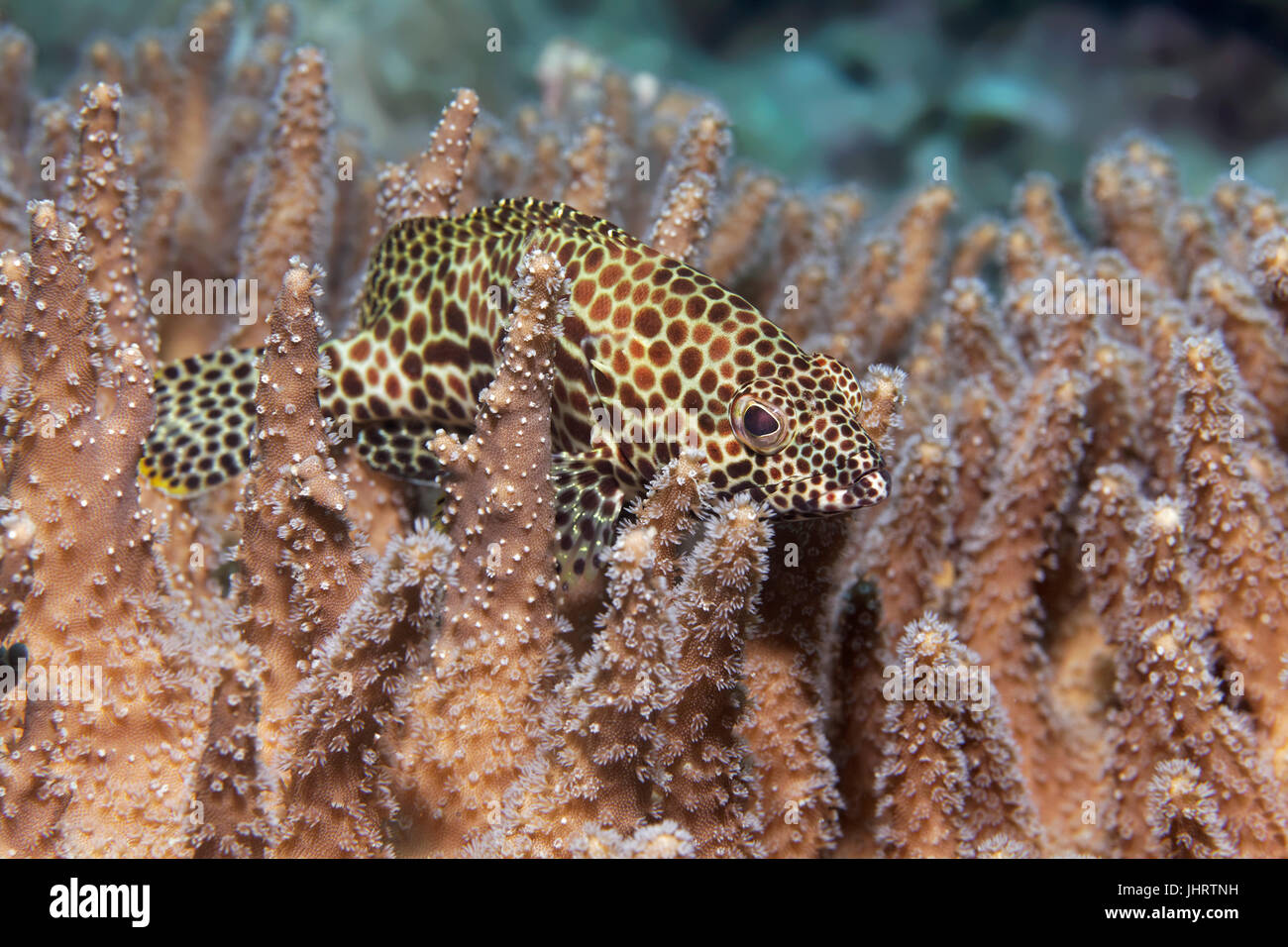 Honeycomb grouper (Epinephelus merra), resting on devil's hand corals ...