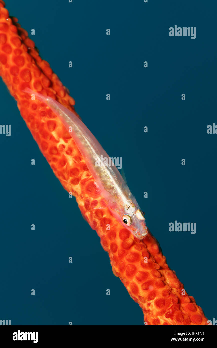 Soft-coral goby (Pleurosicya boldinghi) on Gorgonian coral (Junceella ...