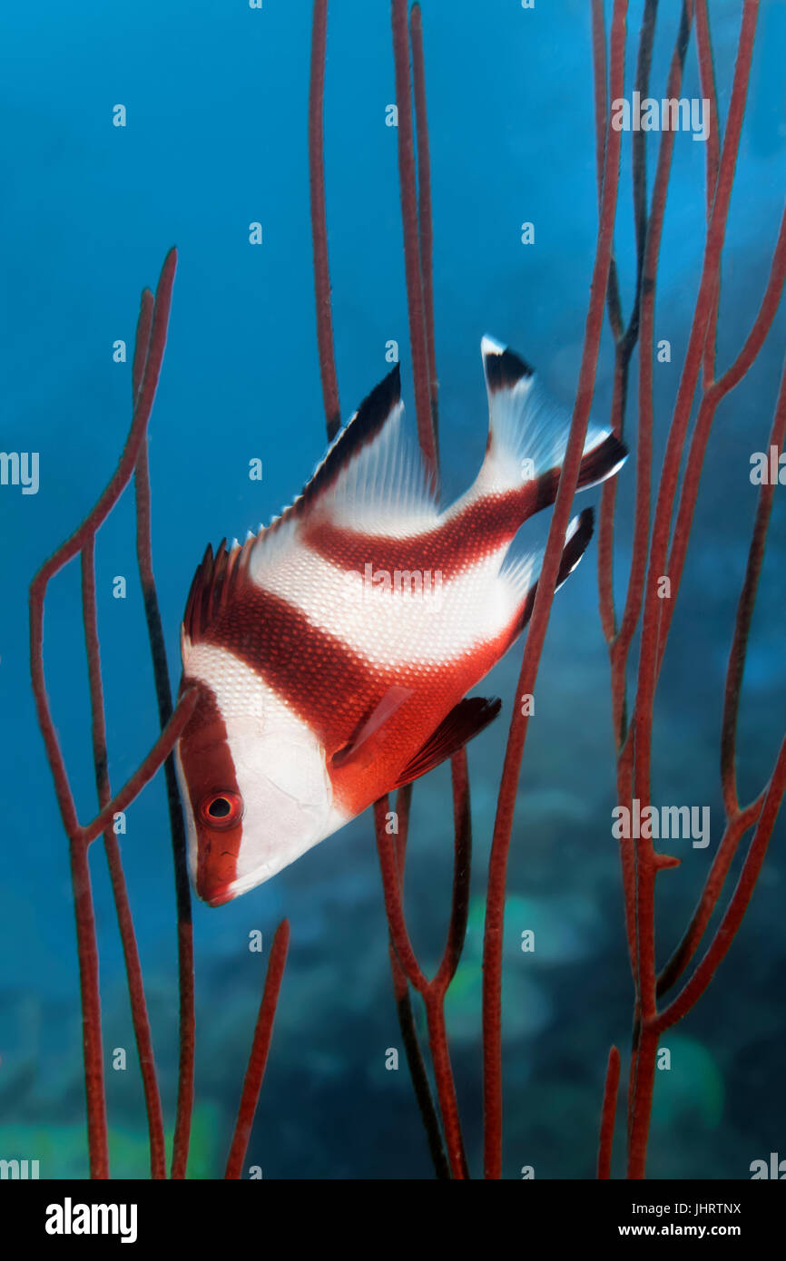 Emperor red snapper hi-res stock photography and images - Alamy