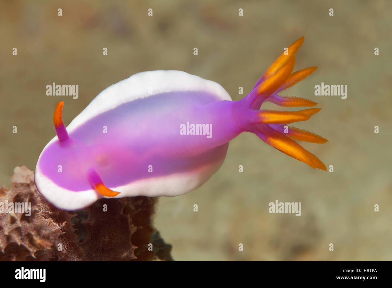 Philippines underwater nudibranch hi-res stock photography and images ...