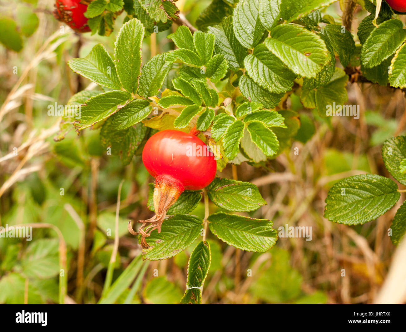 Lush Growing Rosa rugosa Rose Hips Haws or Heps in Wild; Essex; UK ...