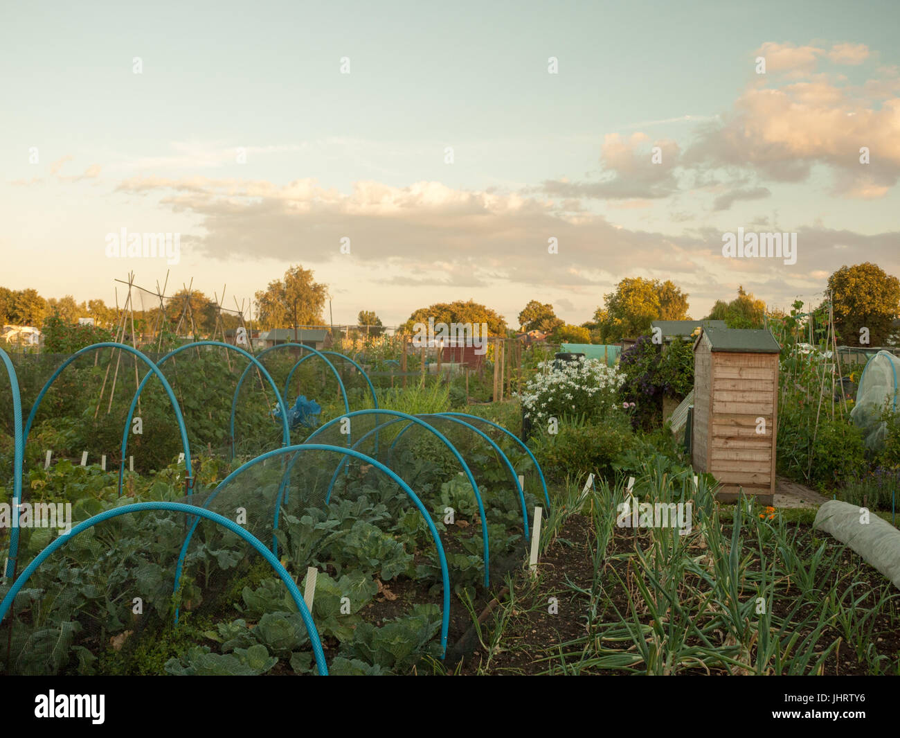 Community Allotment Growing in the Summer No People; Essex; UK Stock ...