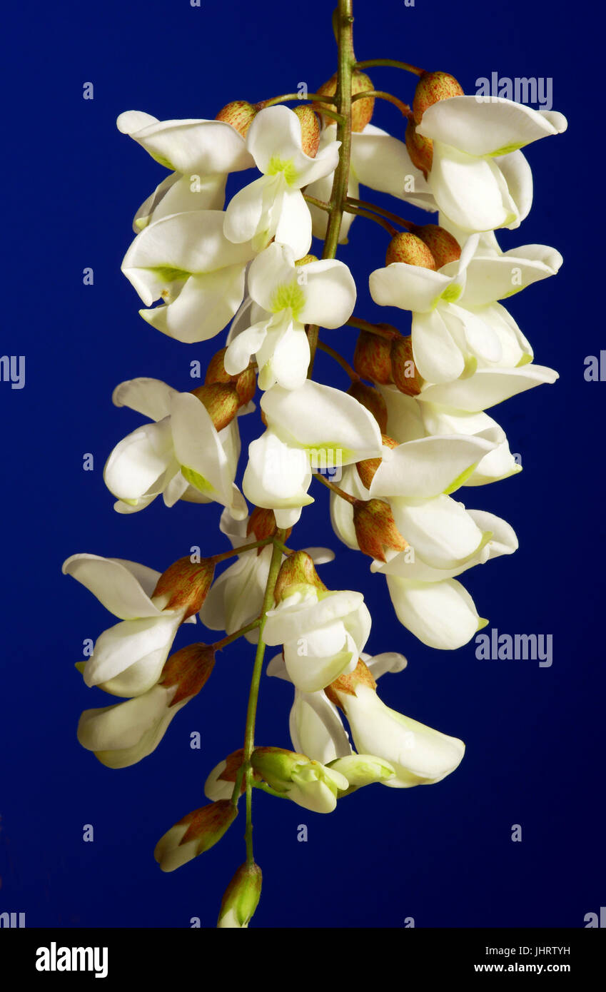 White flowers blooming acacia, Poland Stock Photo - Alamy