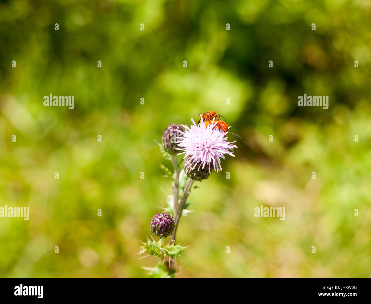 Red beetles on thistle leaf hi-res stock photography and images - Alamy
