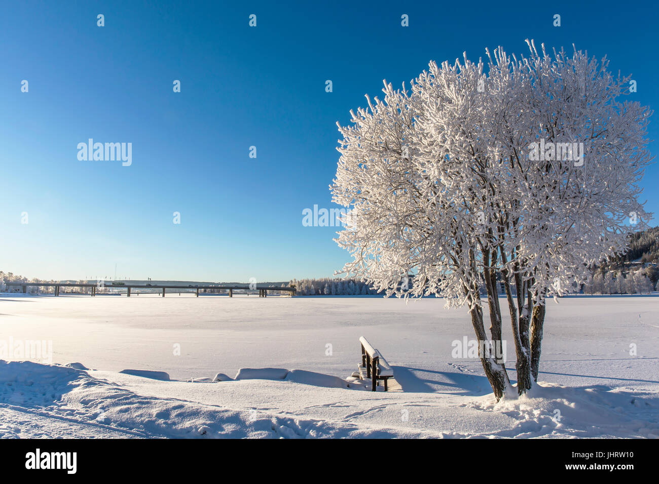 Winter landscape with a frozen tree in sunshine Stock Photo - Alamy