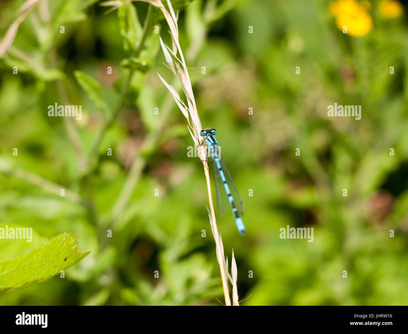 Common Blue Damselfly (Enallagma cyathigerum) on Grass Stem; Essex; UK ...